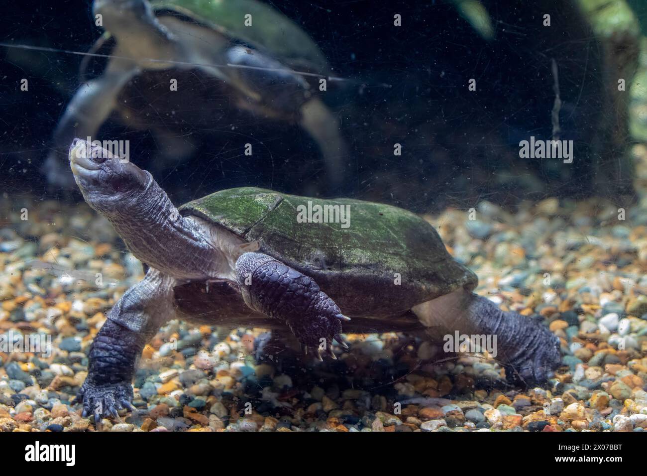 Terrapin fish hi-res stock photography and images - Alamy