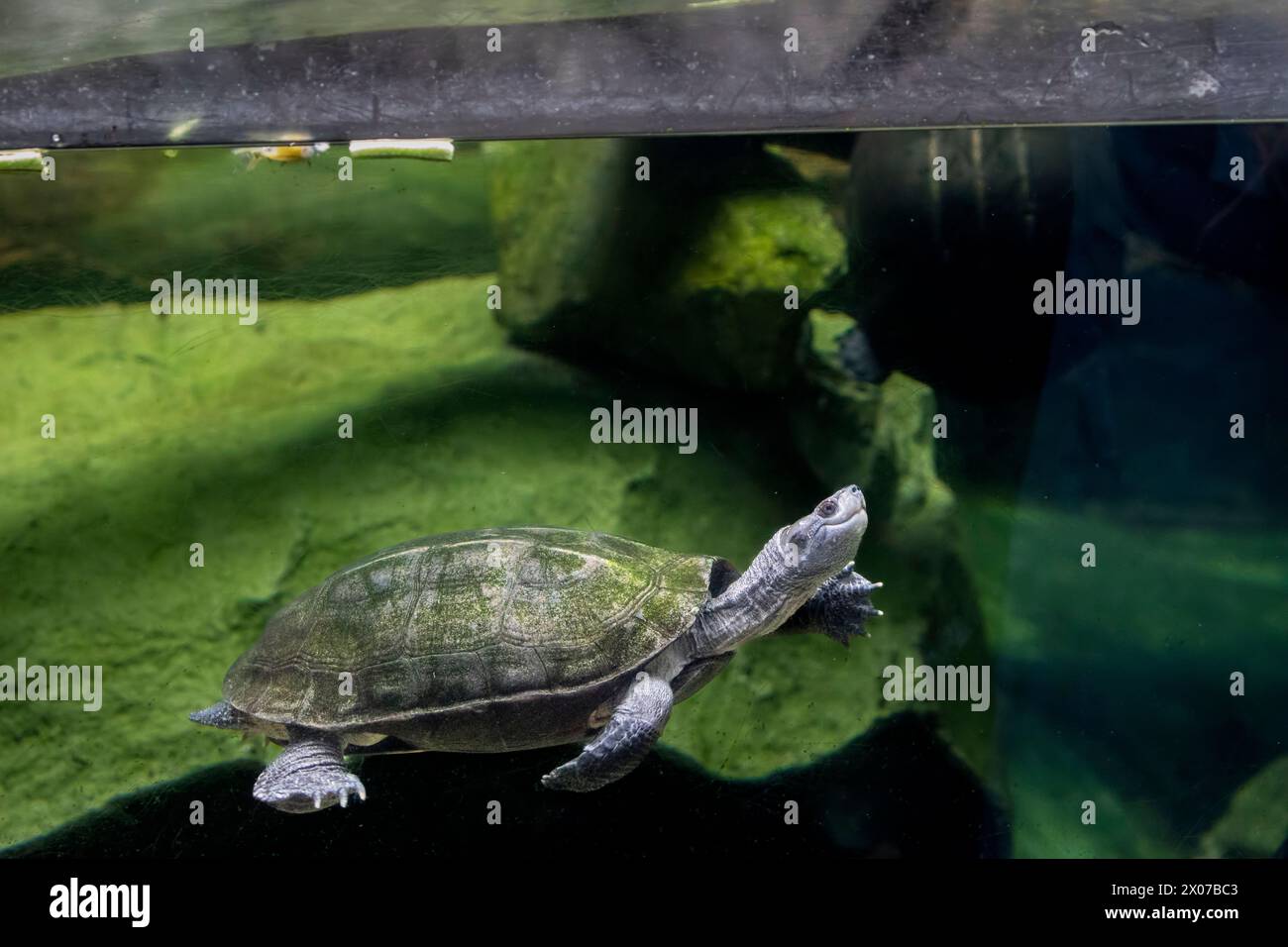 Indian spotted turtle hi-res stock photography and images - Alamy