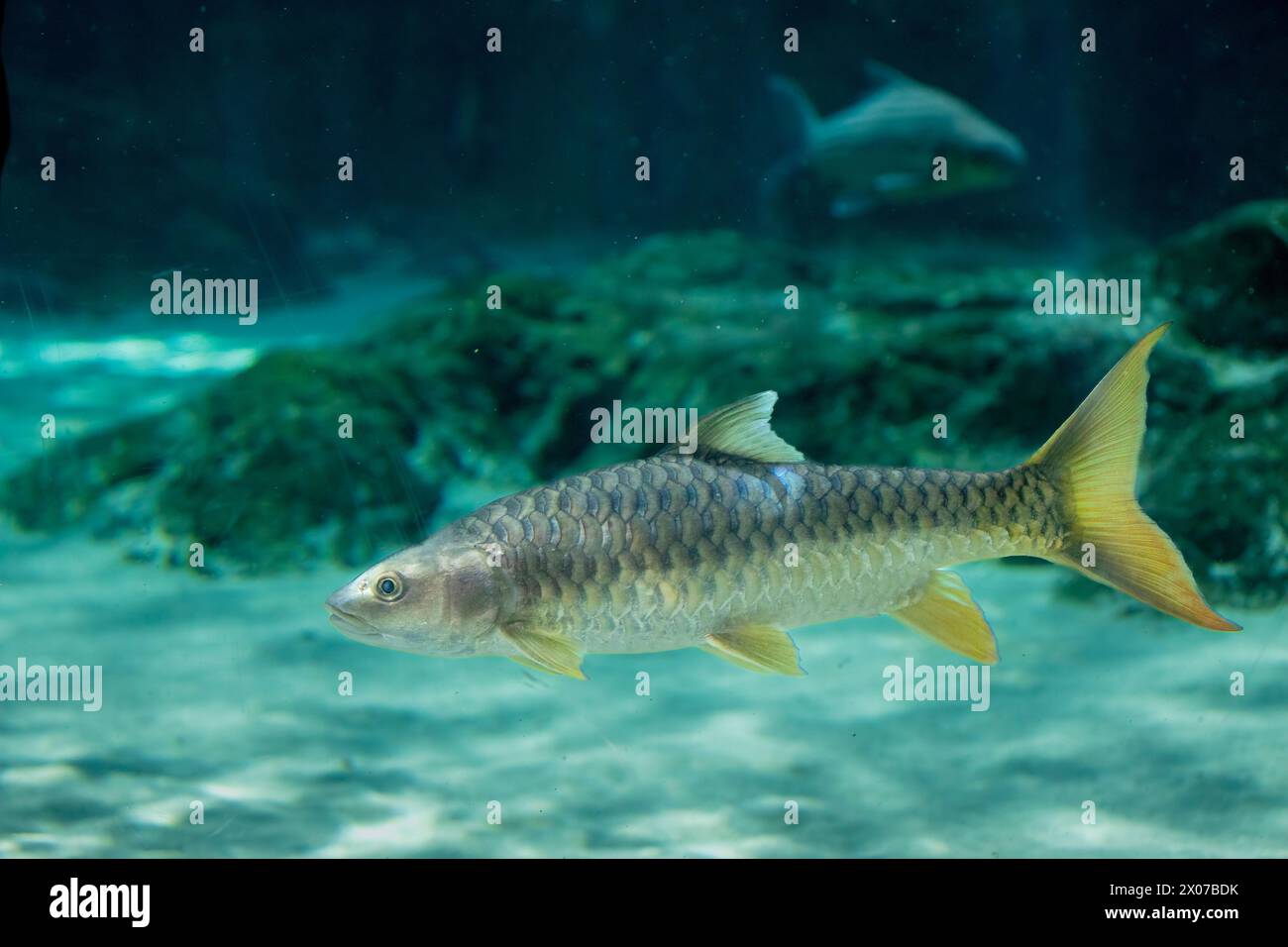 Indian golden mahseer hi-res stock photography and images - Alamy