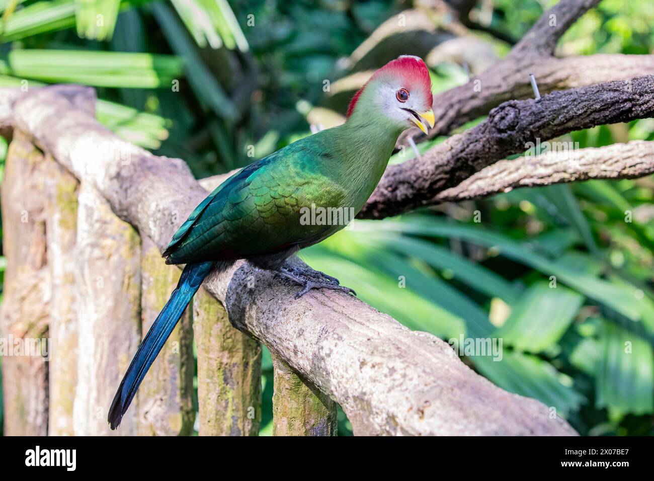 The red-crested turaco (Tauraco erythrolophus) is a turaco, a group of ...