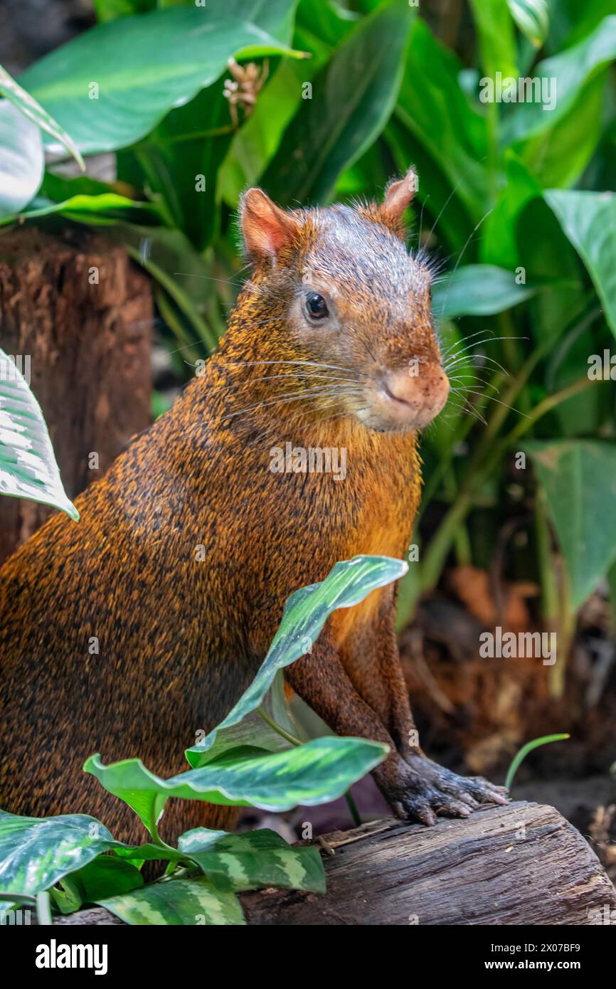 Azarass agouti hi-res stock photography and images - Alamy