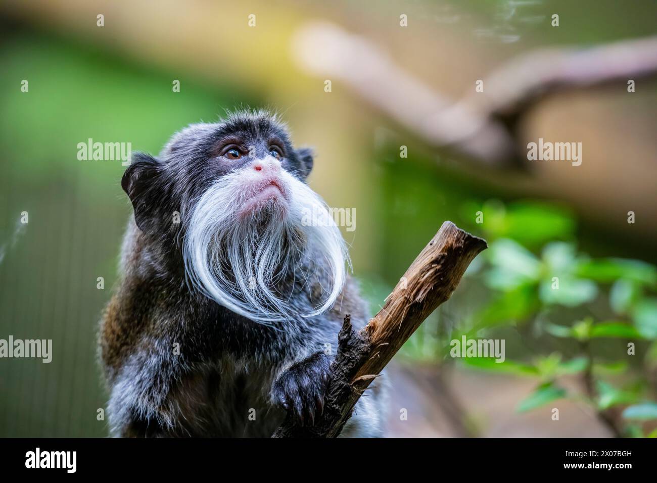a Emperor tamarin closeup image. It is a species of tamarin allegedly ...