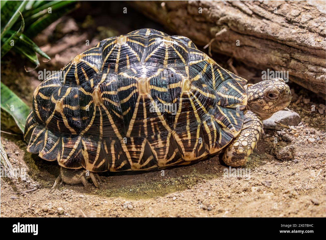 The Indian star tortoise (Geochelone elegans) is a threatened tortoise ...