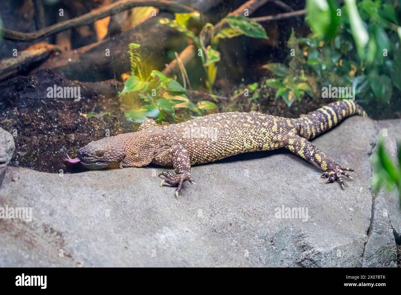 The Mexican beaded lizard (Heloderma horridum) is a species of lizard ...