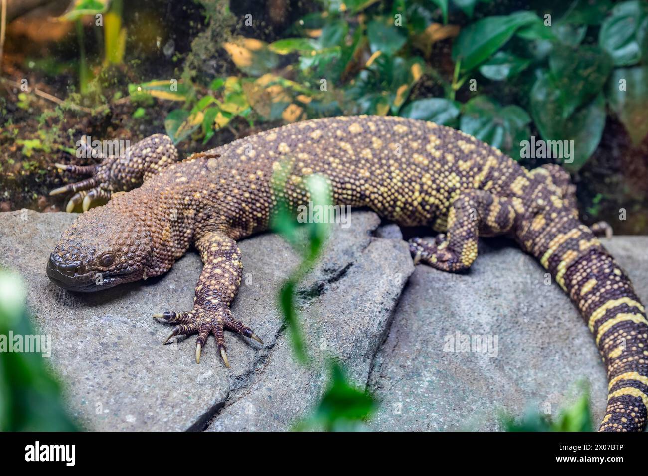 The Mexican beaded lizard (Heloderma horridum) is a species of lizard ...