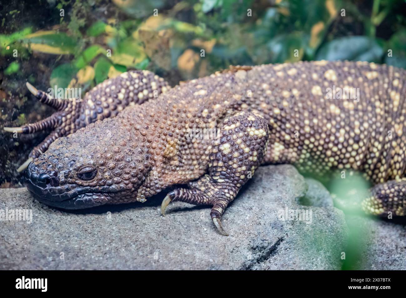 The Mexican beaded lizard (Heloderma horridum) is a species of lizard ...
