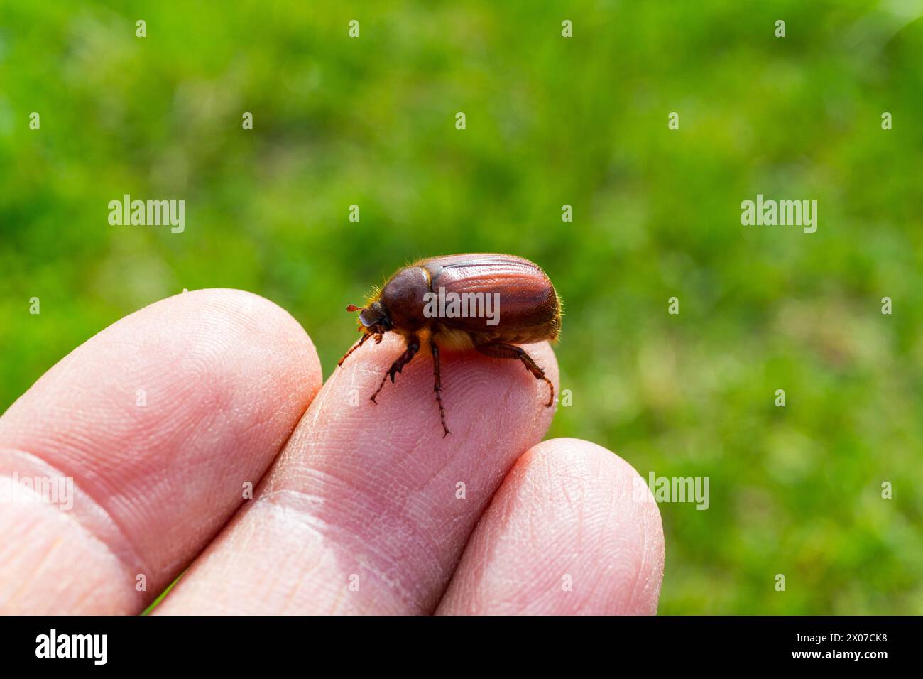 Cockchafer, maybug (Holochelus aequinoctialis) on fingers in spring ...