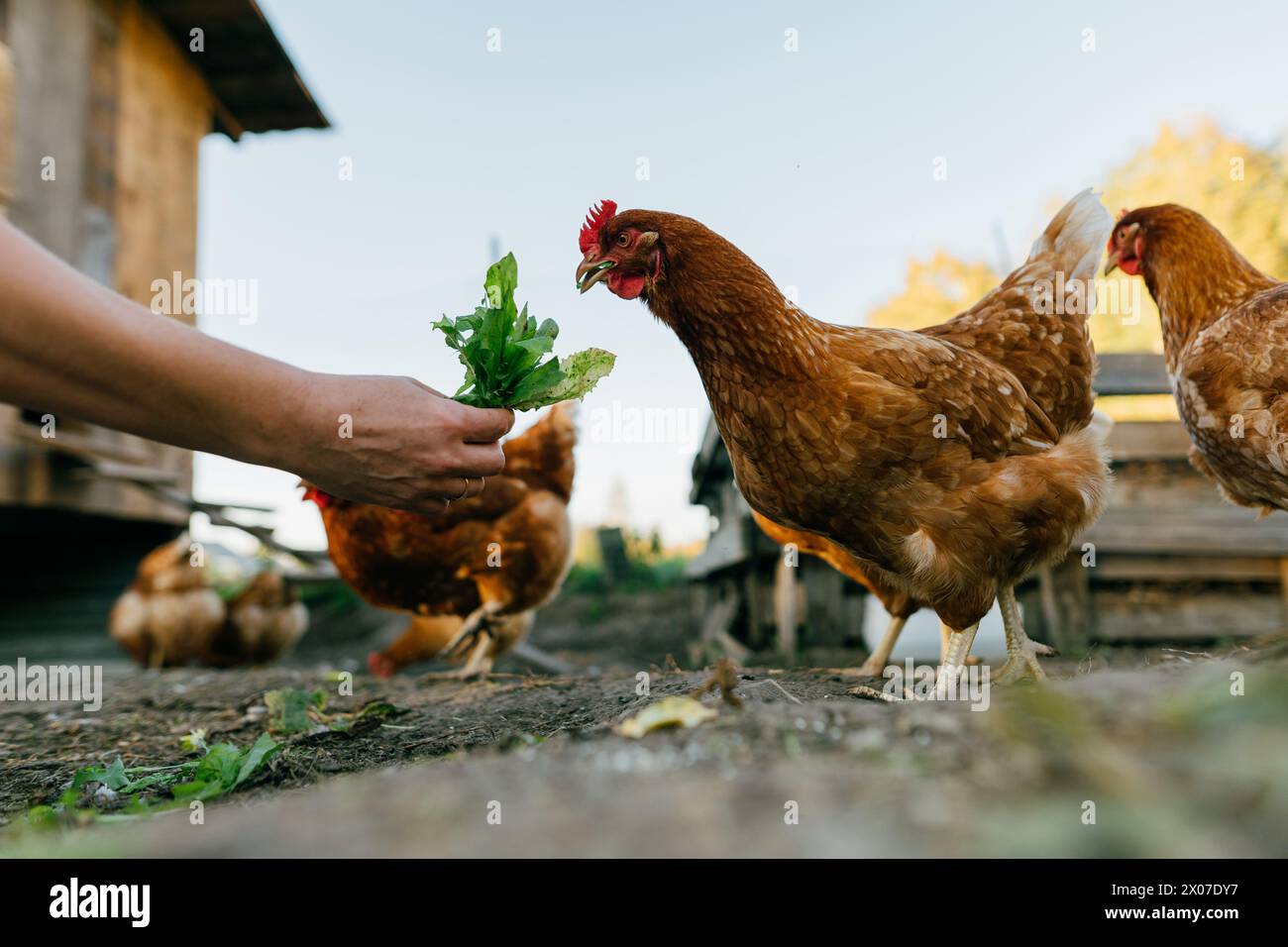 Close-up of chickens eating greens from a human hand Stock Photo - Alamy
