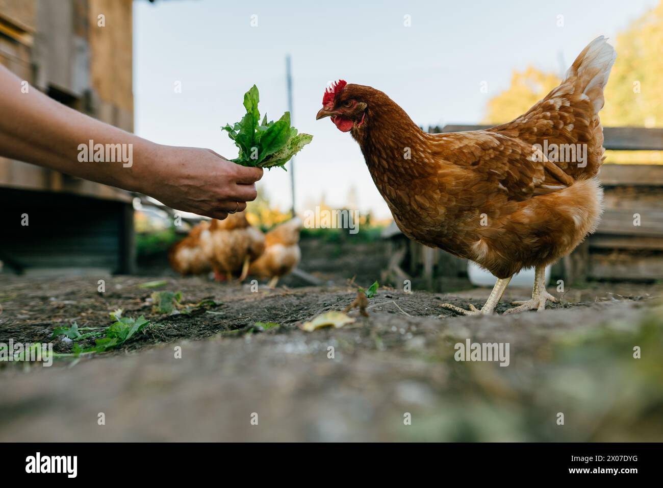Hens feeding from farmer hand hi-res stock photography and images - Alamy