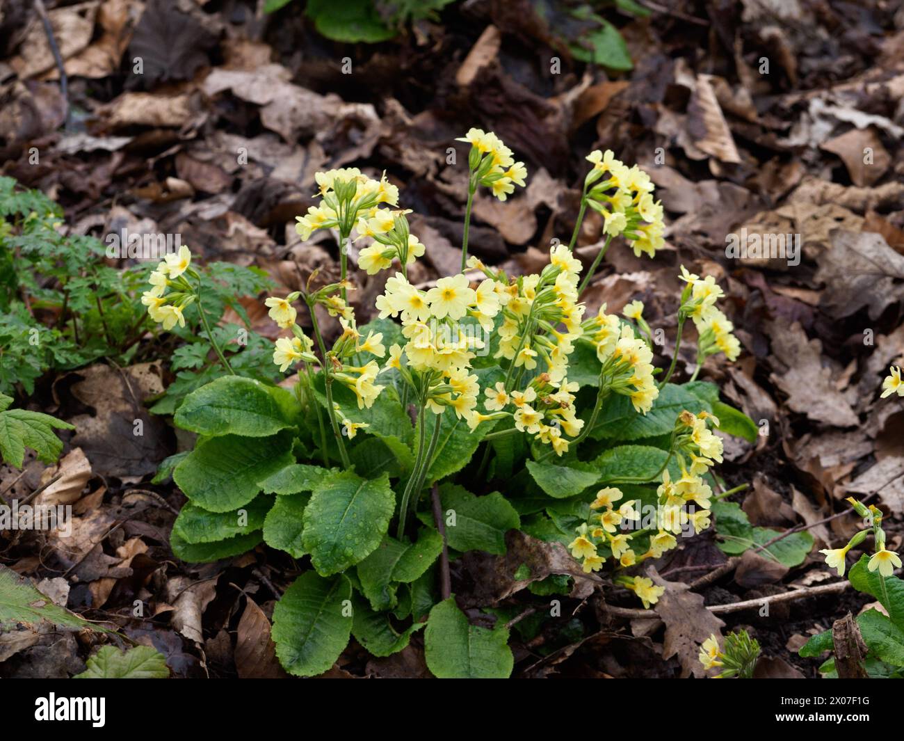 Primula elatior, Oxlip Stock Photo - Alamy