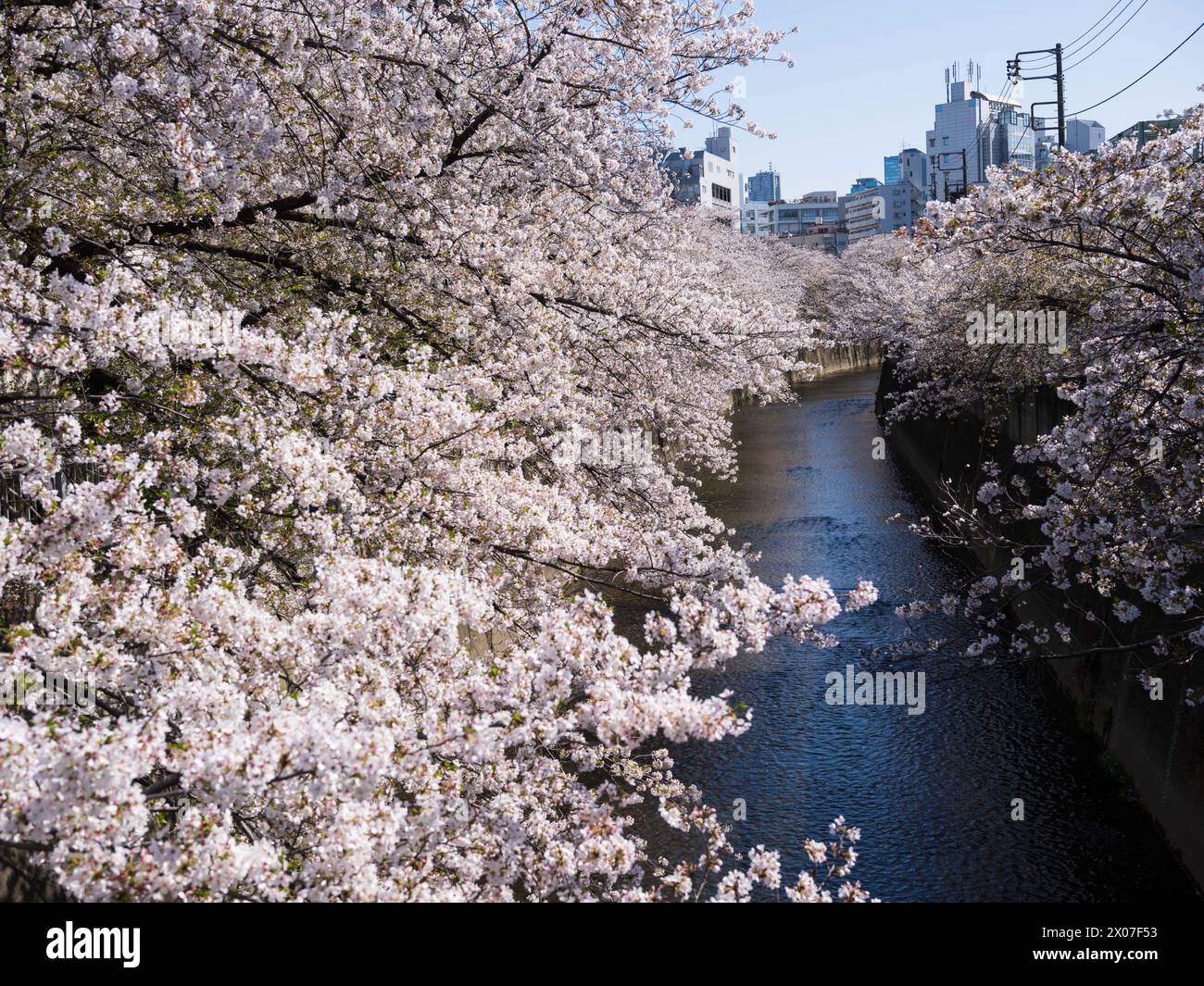 (240410) -- TOKYO, April 10, 2024 (Xinhua) -- This photo taken on April ...