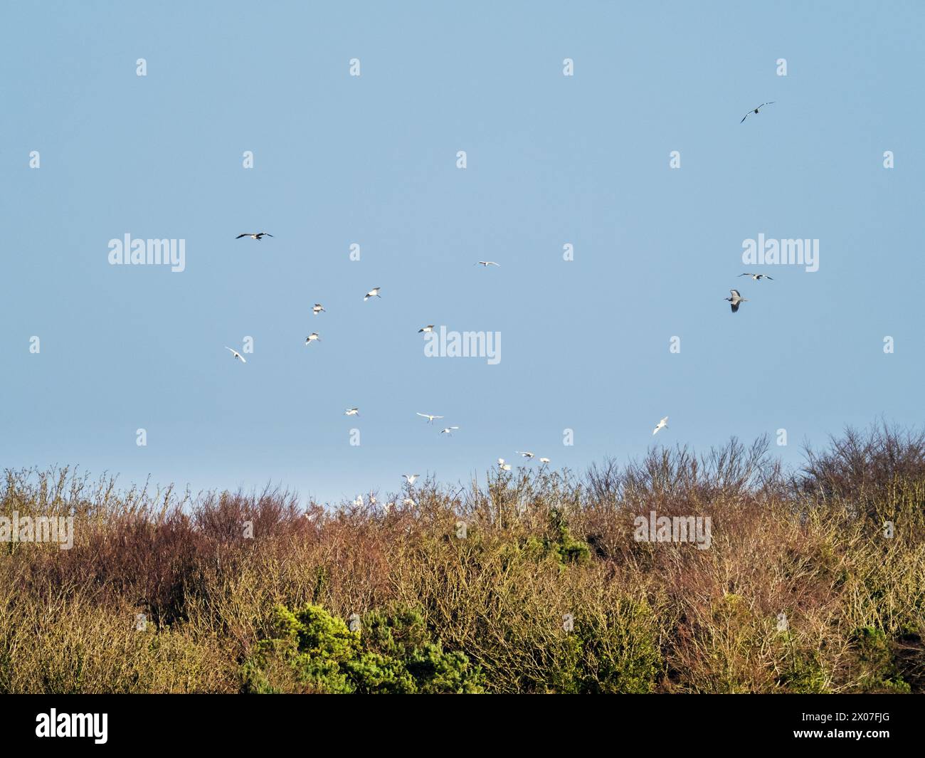 Grey Heron, Ardea cinerea and Little Egret, Egretta garzetta flying ...