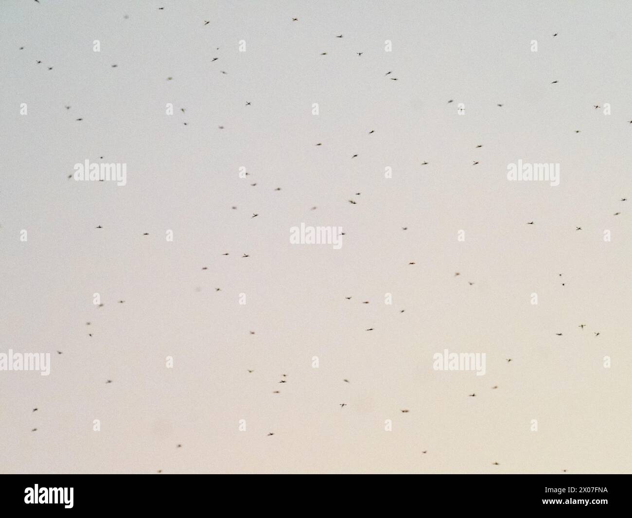 Glowing insects hi-res stock photography and images - Alamy