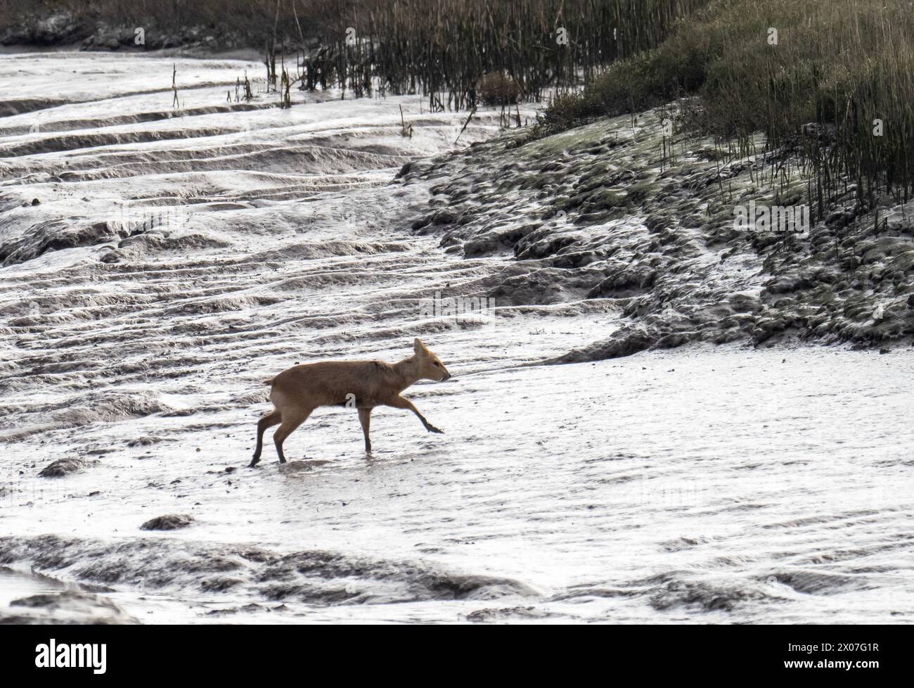 A Chinese Water Deer, Hydropotes inermis at Titchwell nature reserve in ...