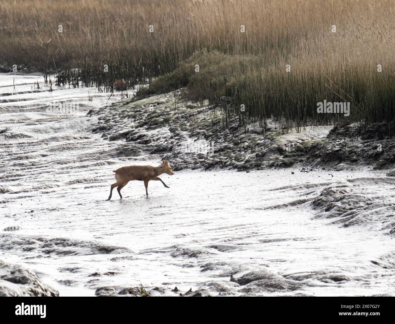 A Chinese Water Deer, Hydropotes inermis at Titchwell nature reserve in ...