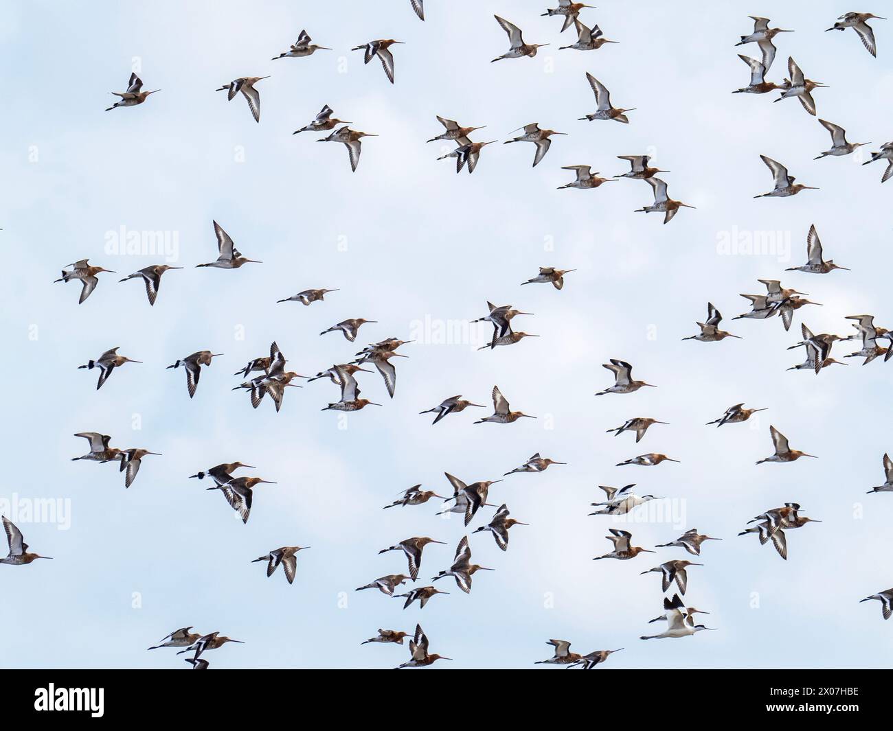 Black Tailed Godwit; Limosa limosa feeding at Titchwell nature reserve ...