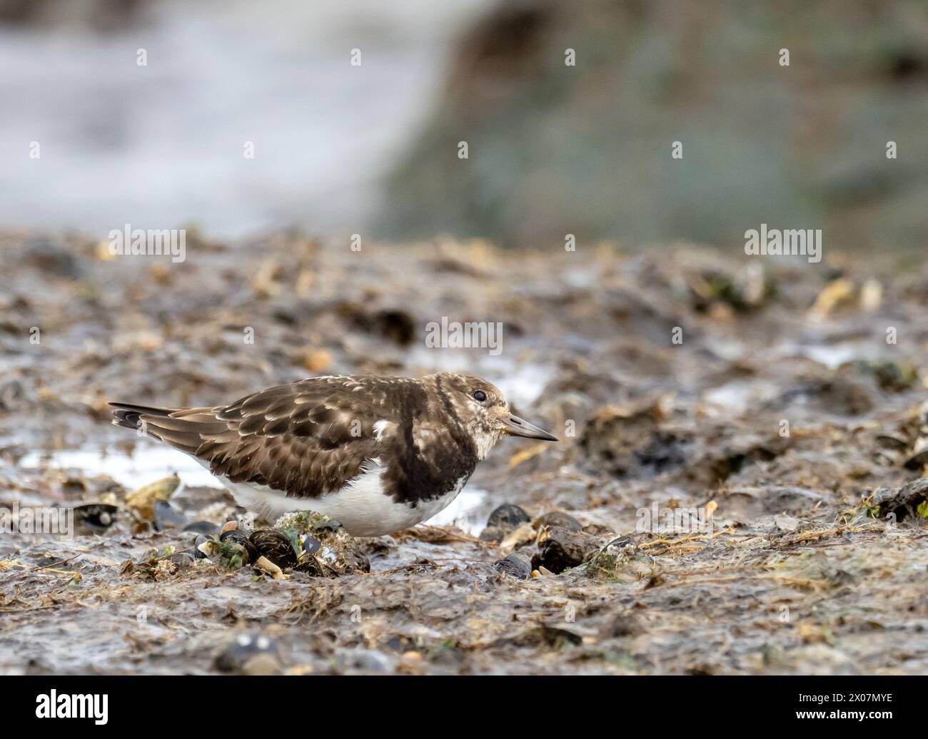 Ruddy Turnstone, Arenaria interpres at Titchwell nature reserve in ...