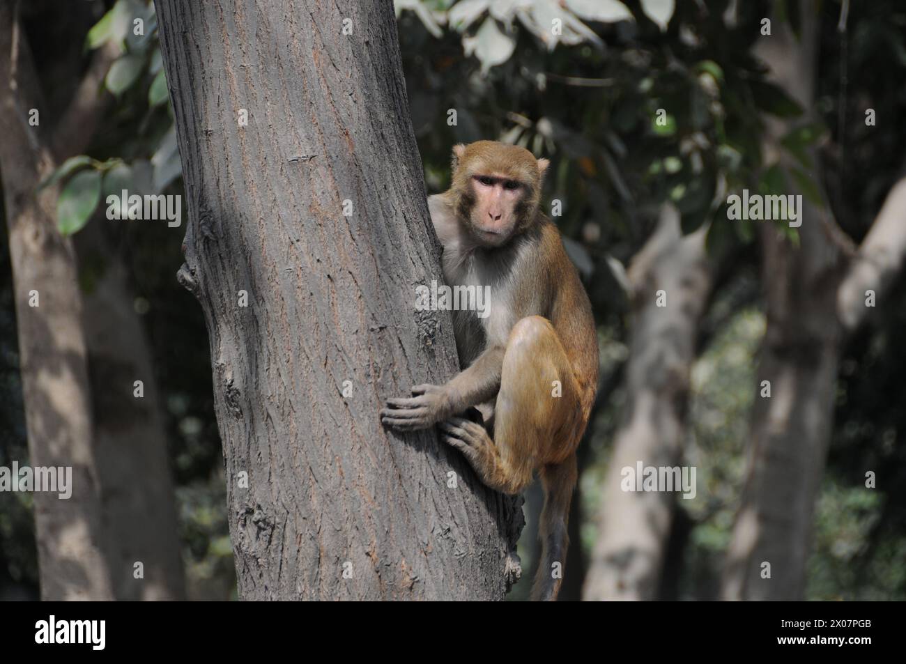 Lone macaque hi-res stock photography and images - Alamy