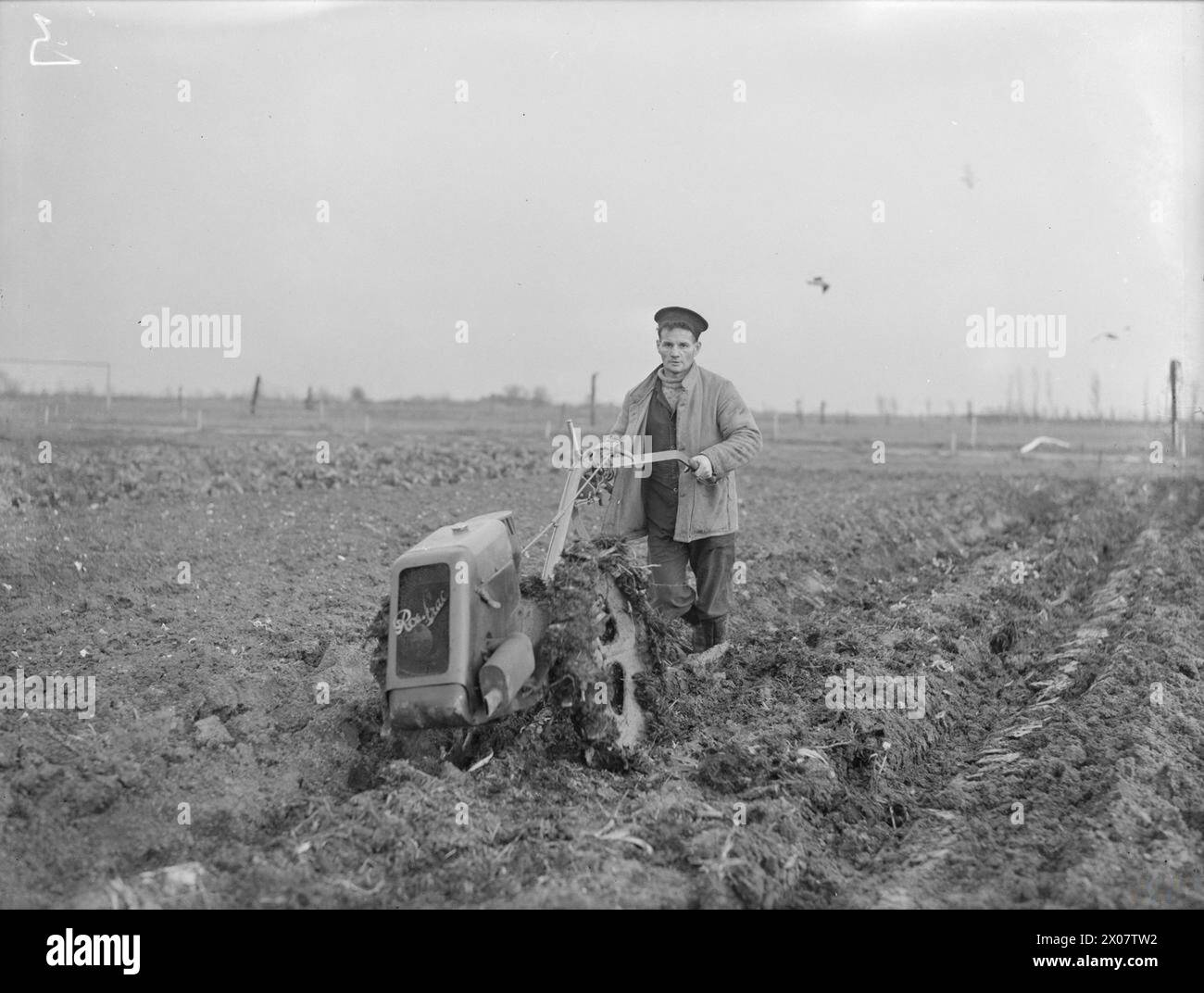NAVAL RATINGS TURN TO FARMING. 26 JANUARY 1943, CHATHAM, AT THE NAVY'S ...