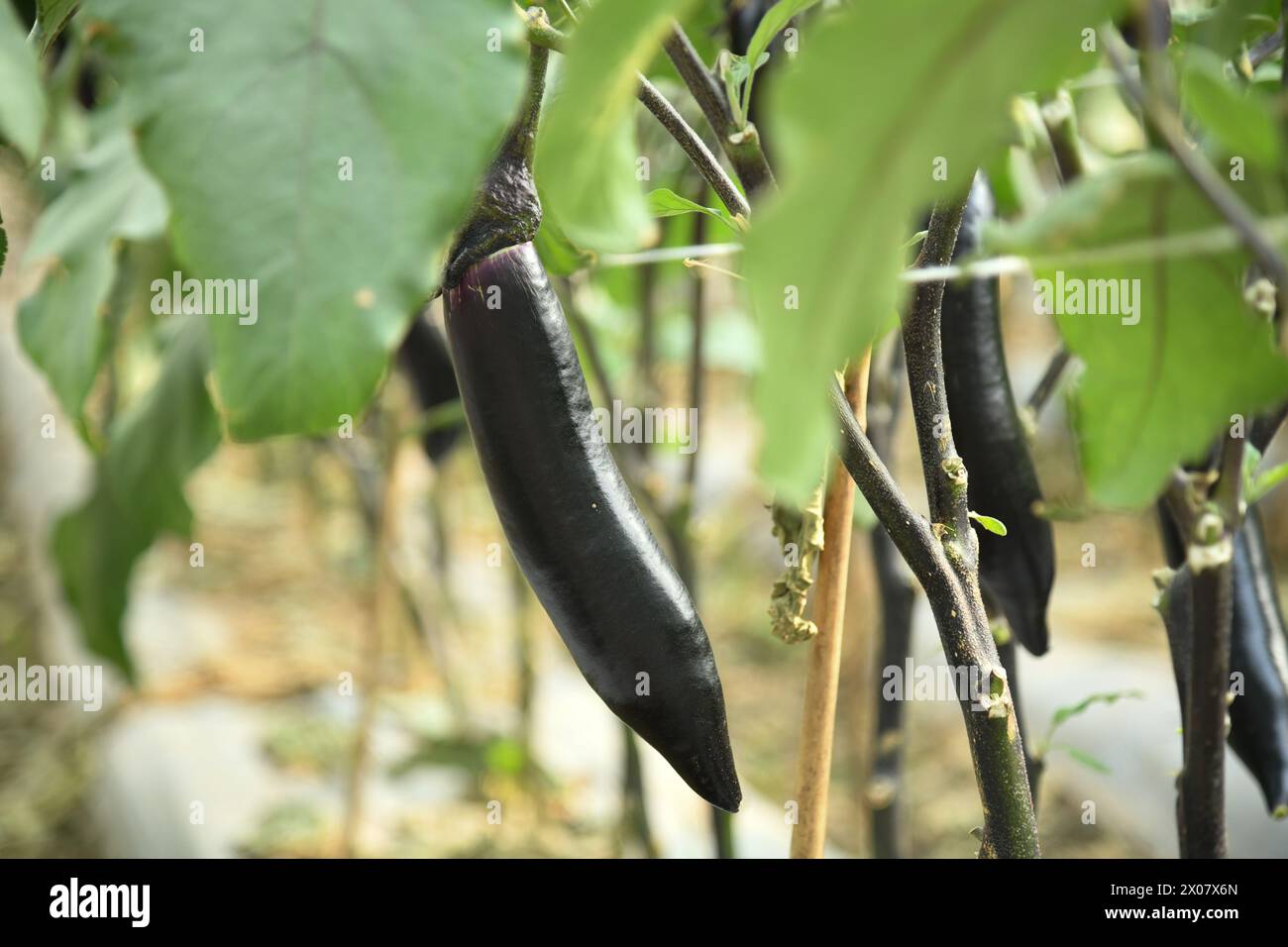 (240410) -- PANZHIHUA, April 10, 2024 (Xinhua) -- This photo taken on ...
