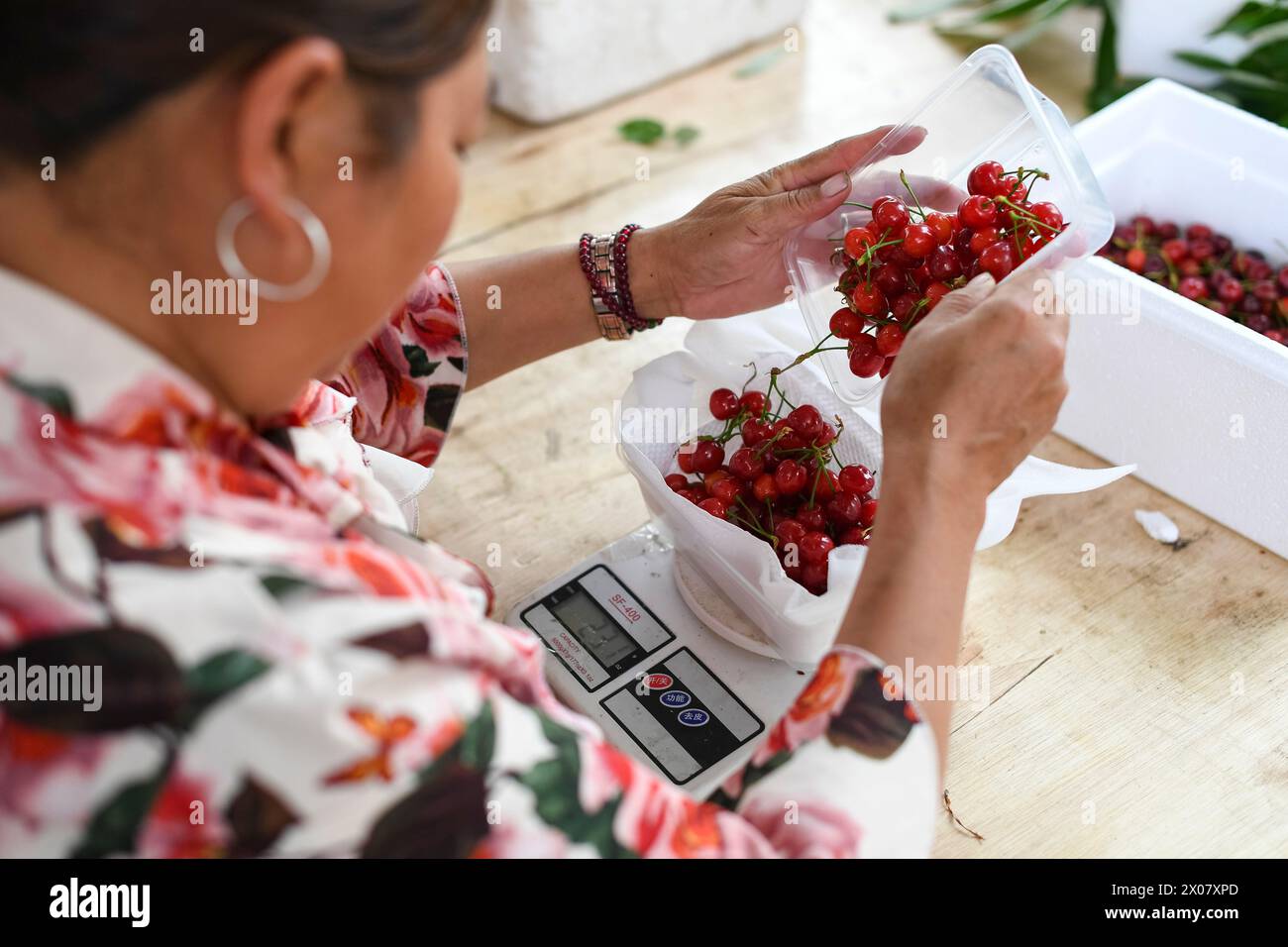 (240410) -- PANZHIHUA, April 10, 2024 (Xinhua) -- A worker weighs ...