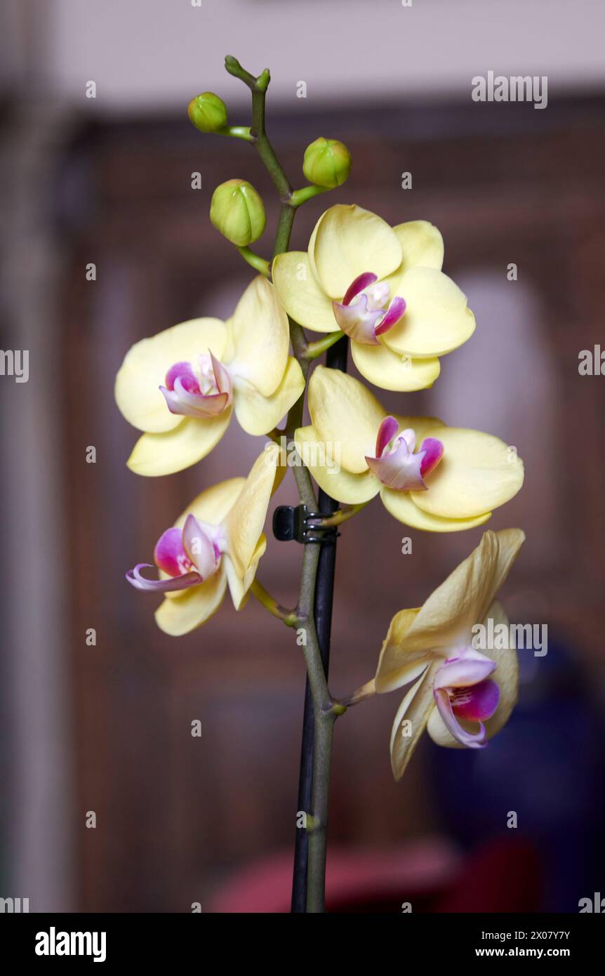 A selection of Orchids growing in a greenhouse Stock Photo - Alamy