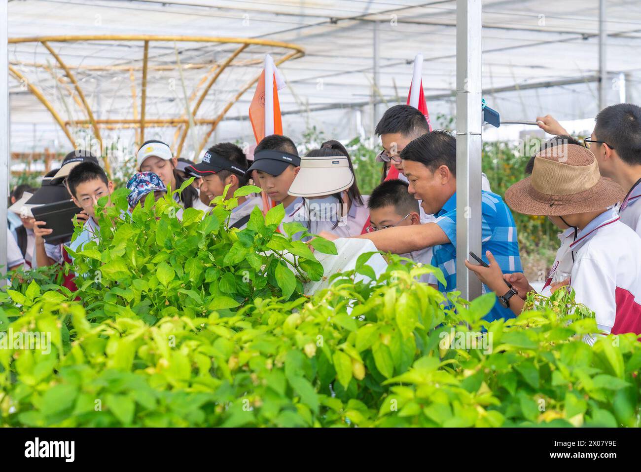 (240410) -- PANZHIHUA, April 10, 2024 (Xinhua) -- Farm director Leng ...