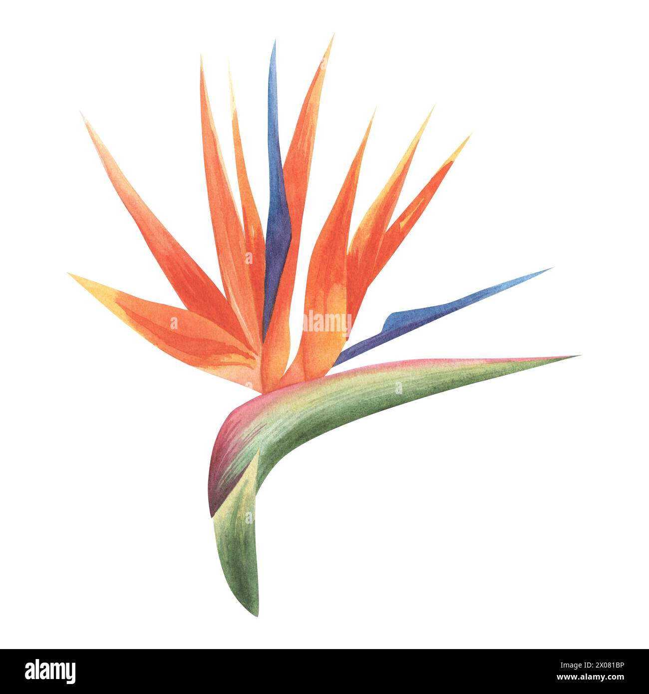 african flowers, strelitzia on an isolated white background, watercolor ...
