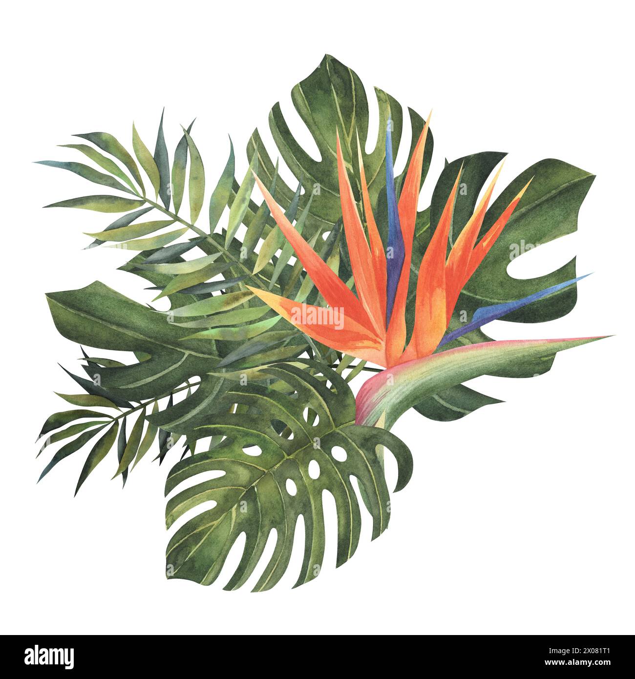 Exotic tropical flowers, strelitzia, palm, monstera leaves design ...