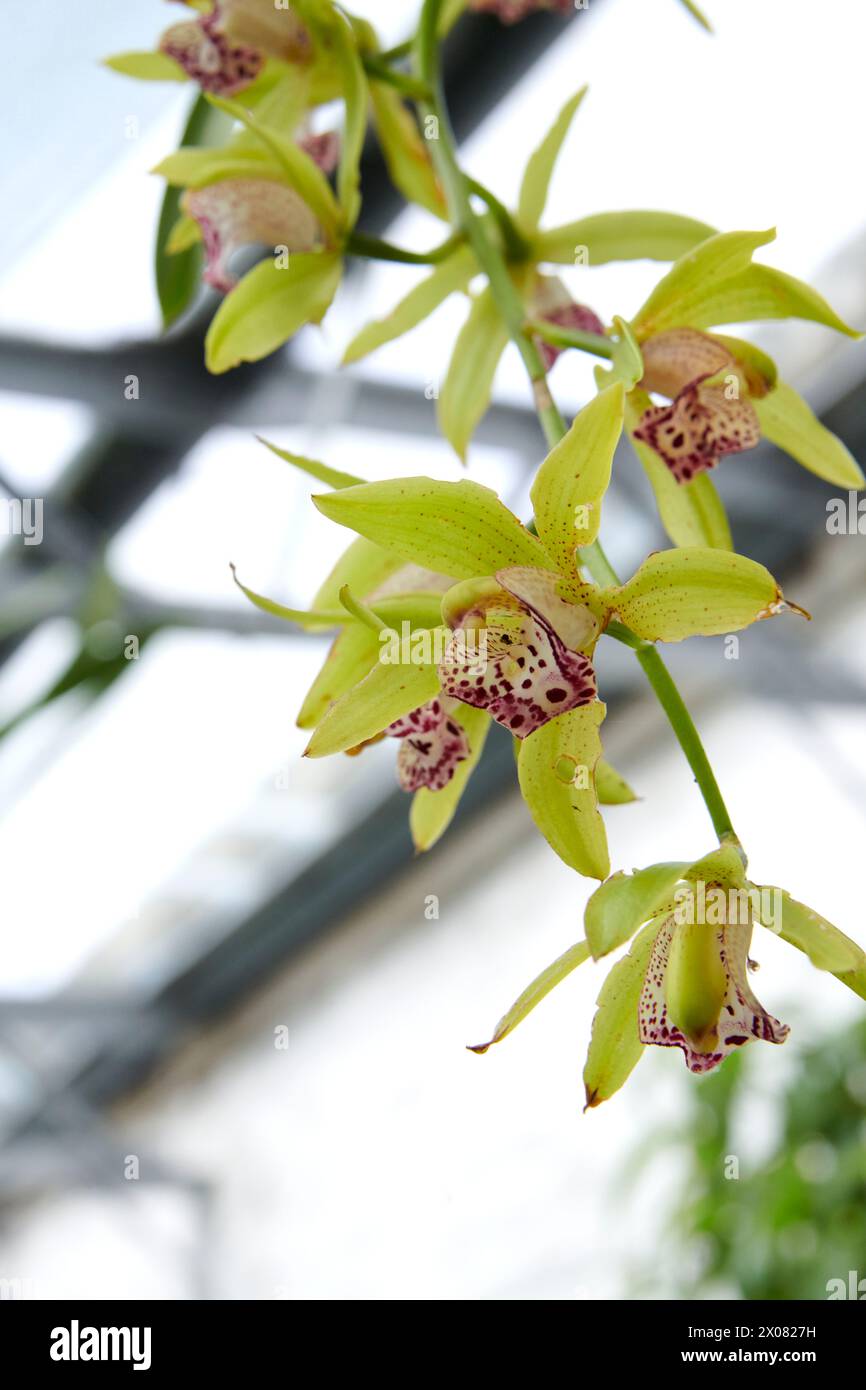A selection of Orchids growing in a greenhouse Stock Photo - Alamy