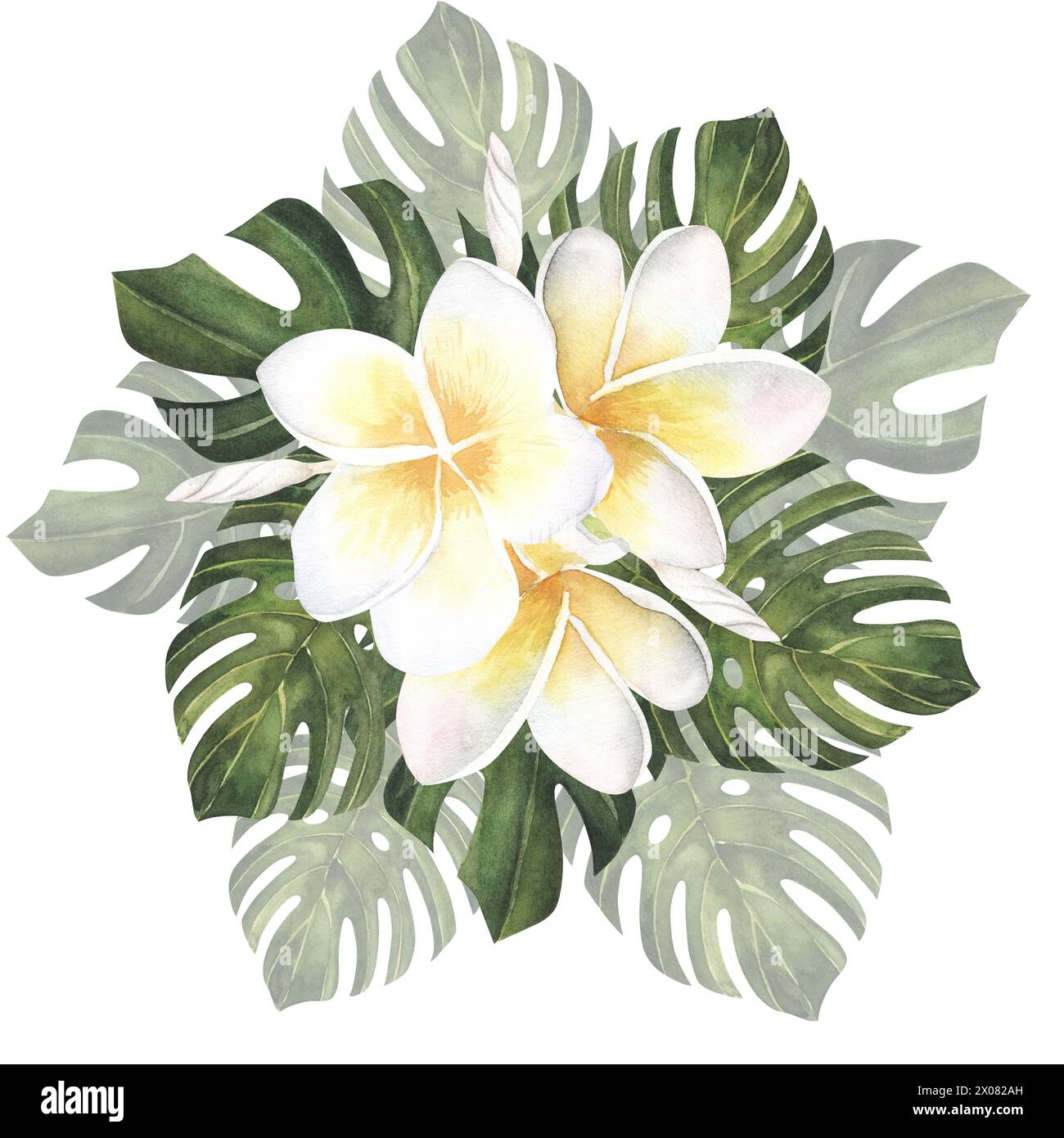 Close up frangipani plant Cut Out Stock Images & Pictures - Alamy