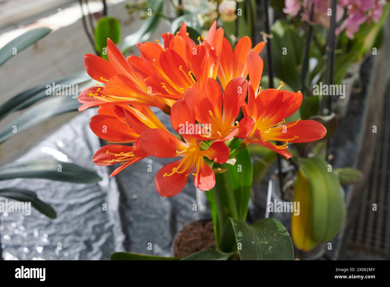 Clivia miniata, the Natal lily or bush lily, is a species of flowering ...