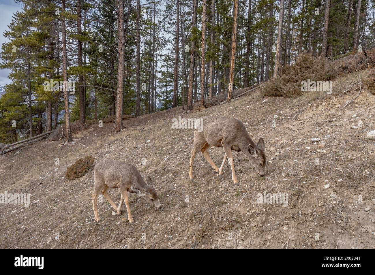 Two mule deer (Odocoileus hemionus) grazing on a barren slope in Banff ...
