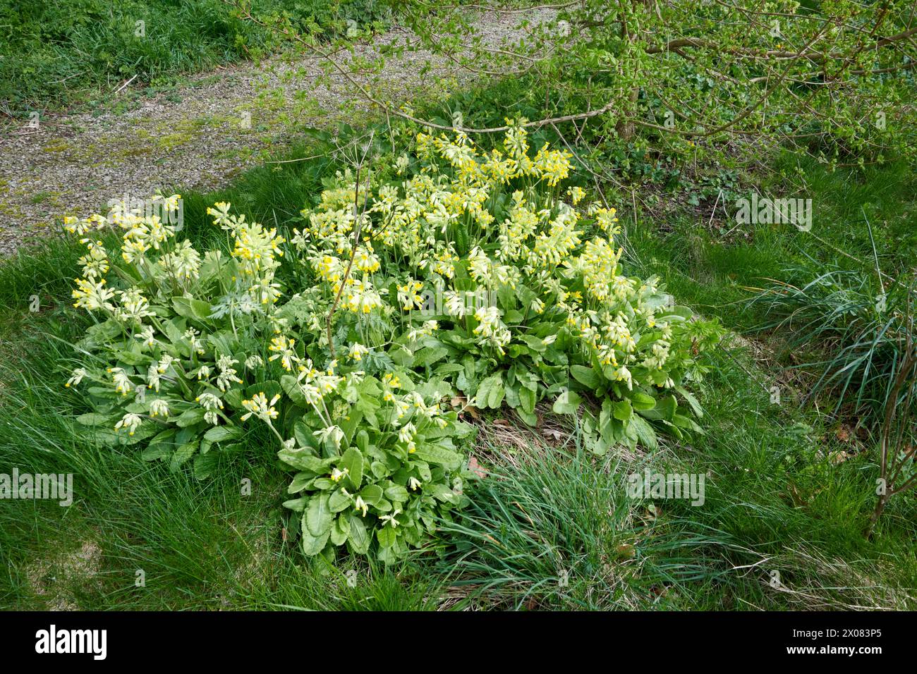 Primula veris, the cowslip, common cowslip, or cowslip primrose, is a ...