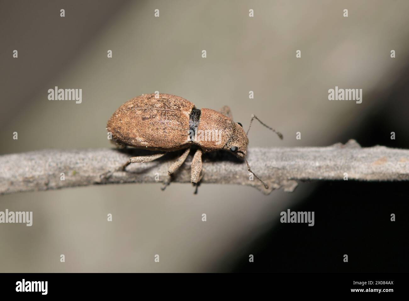 Fuller rose beetle hi-res stock photography and images - Alamy