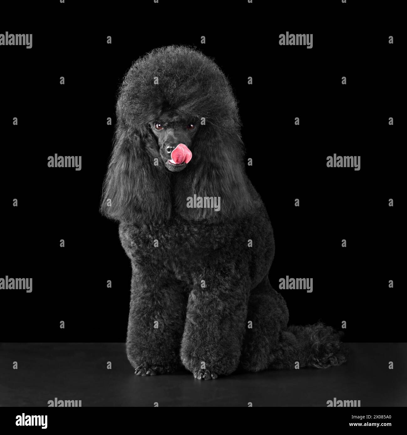 Sitting black toy poodle dog licking its nose with tongue out isilated ...