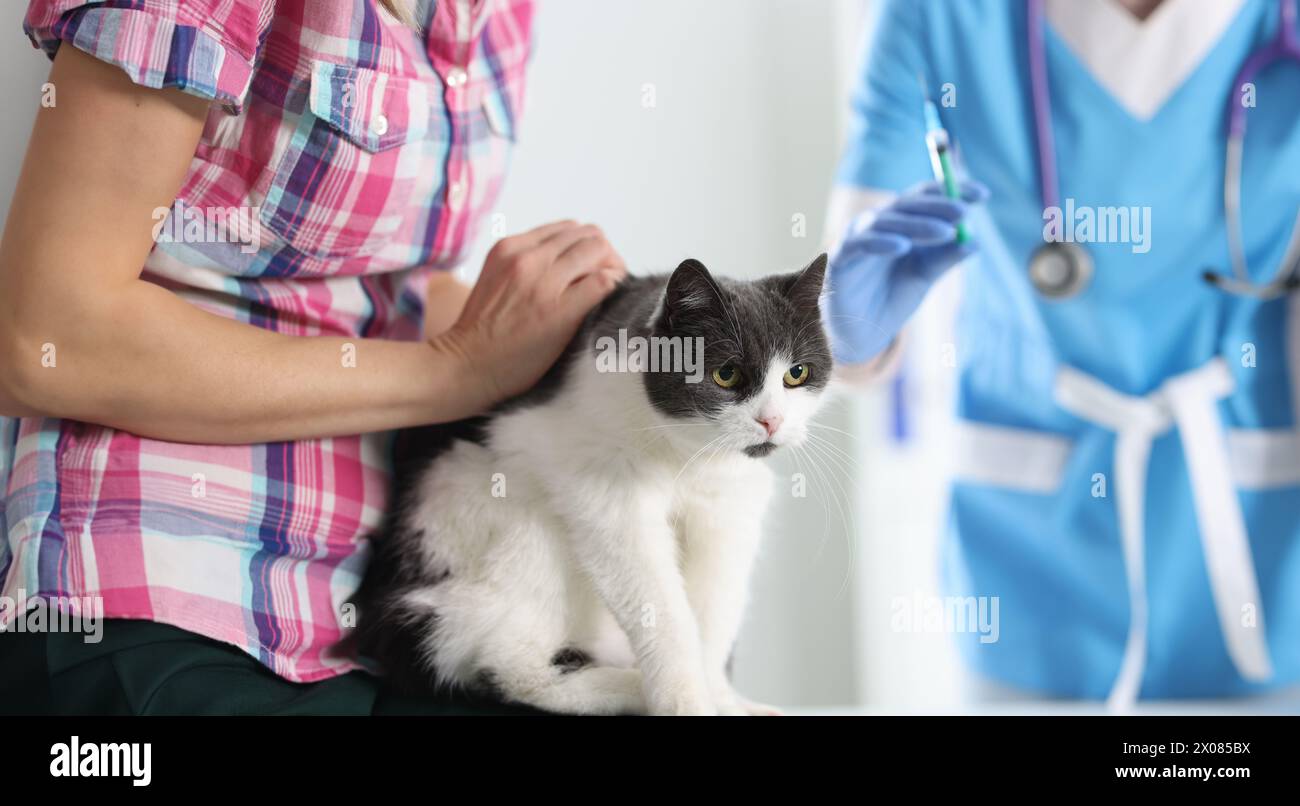 Doctor injections cat veterinary hi-res stock photography and images ...