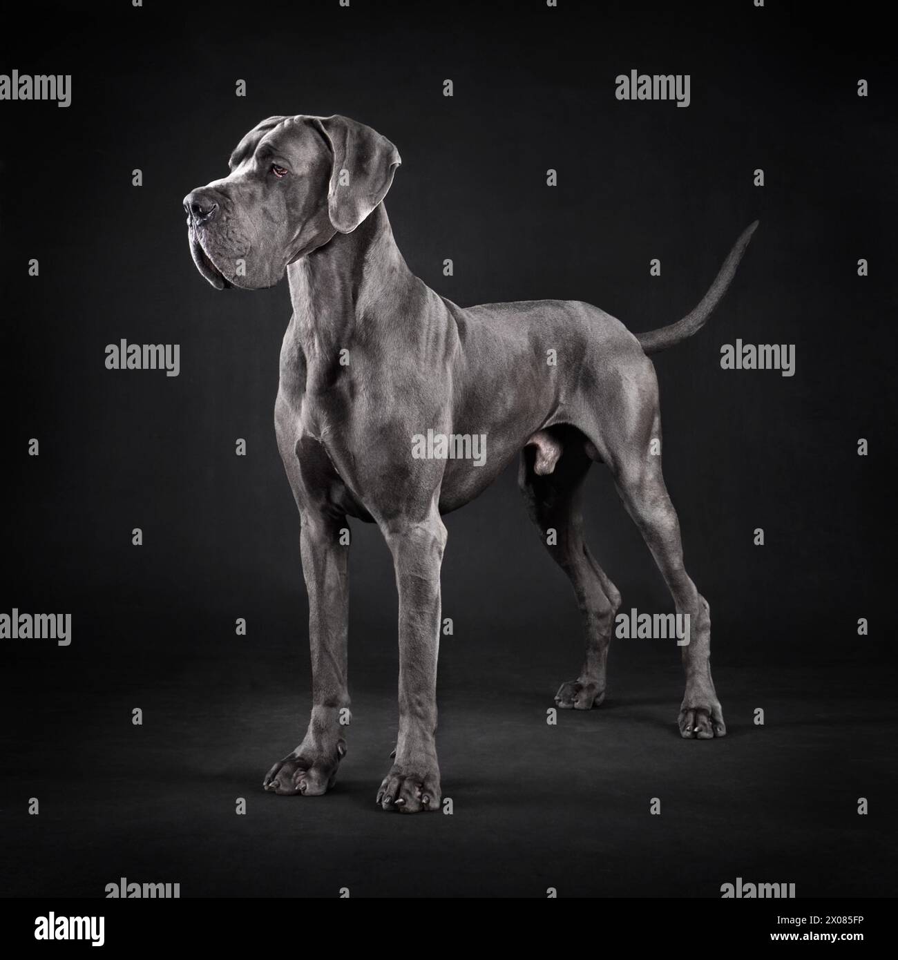 Studio shot of big Great Dan dog with uncropped ears on a black ...