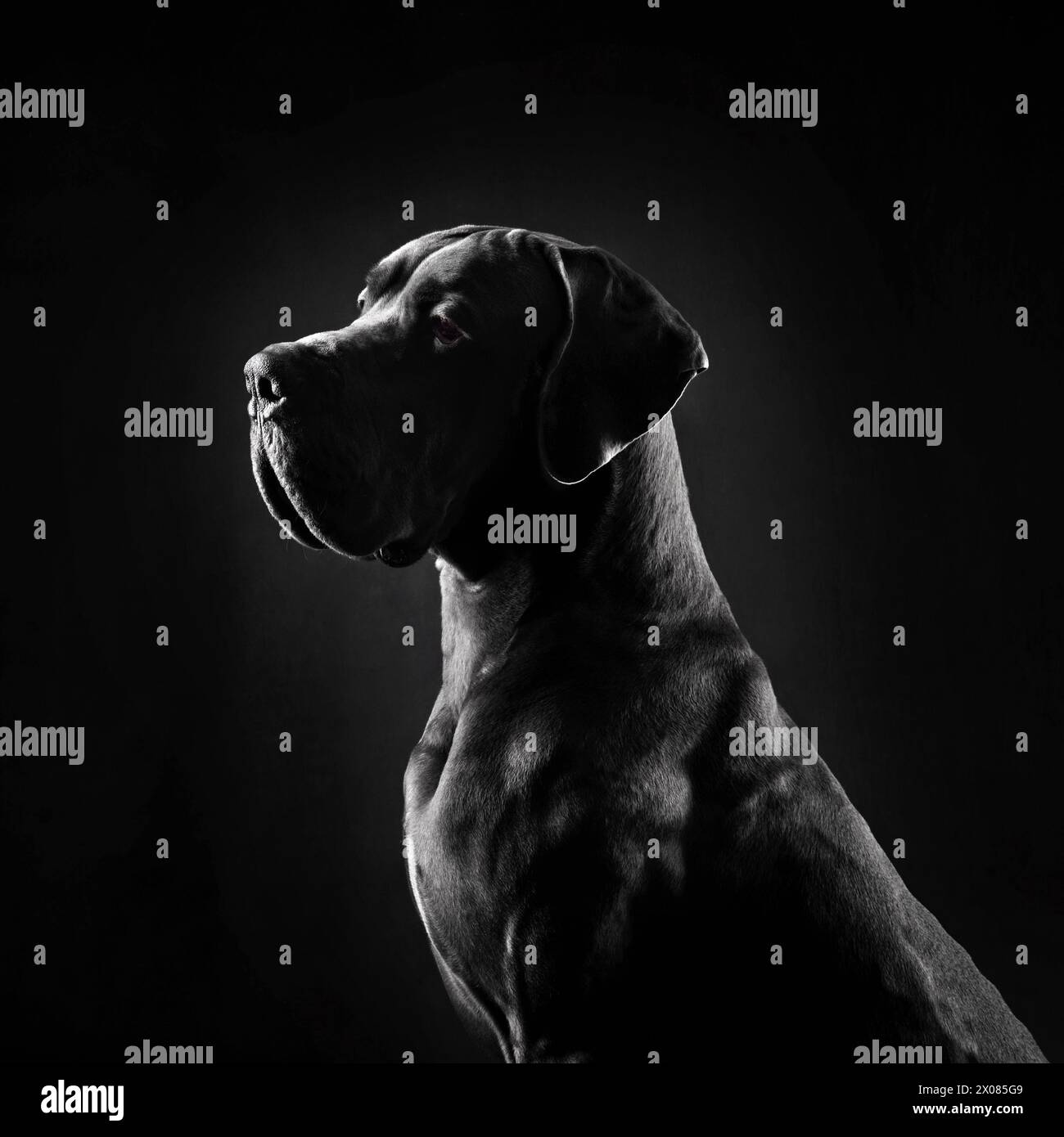 Portrait of big Great Dan dog with uncropped ears on a black background ...