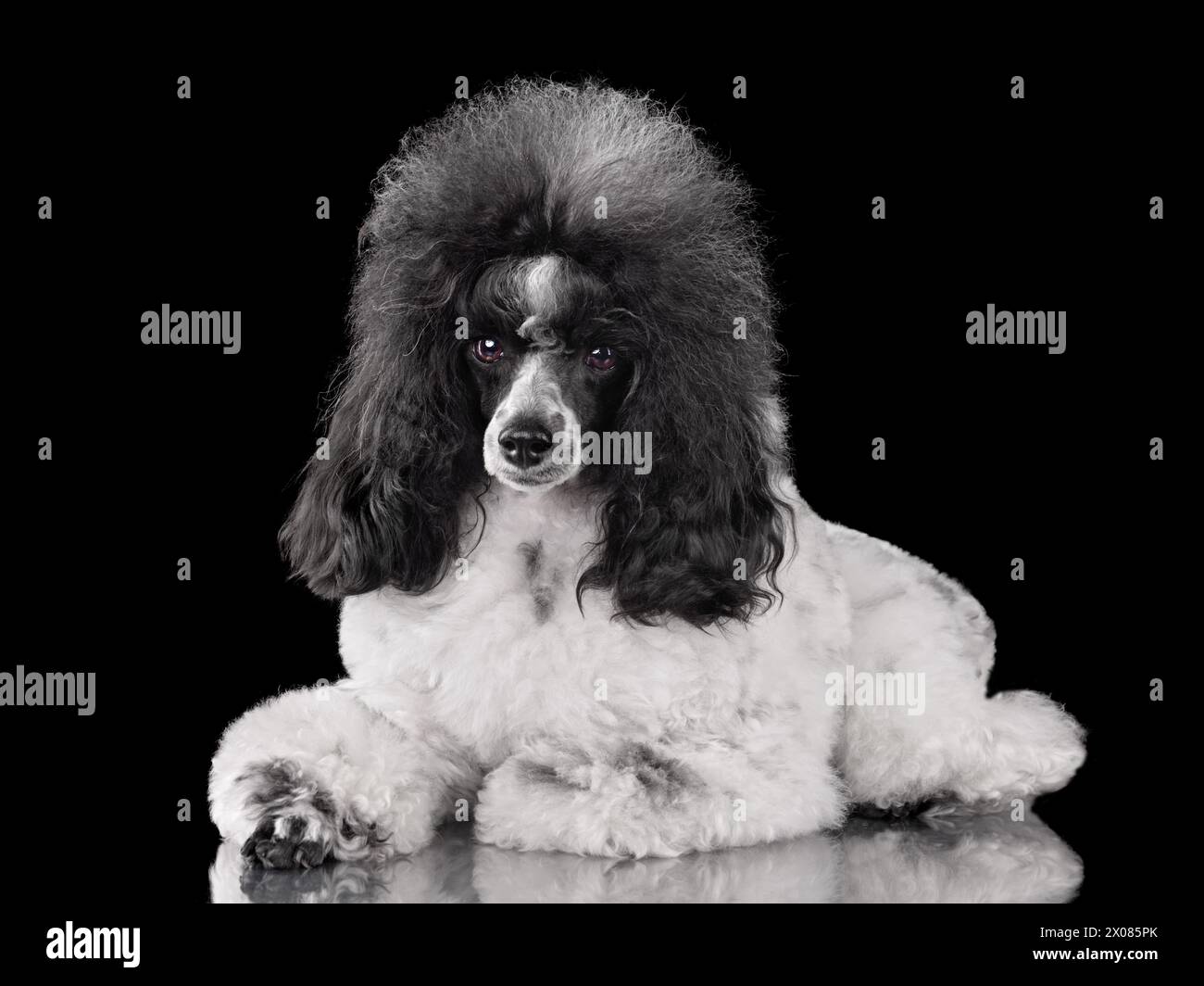 Beautiful black and white toy poodle isolated on a black background ...