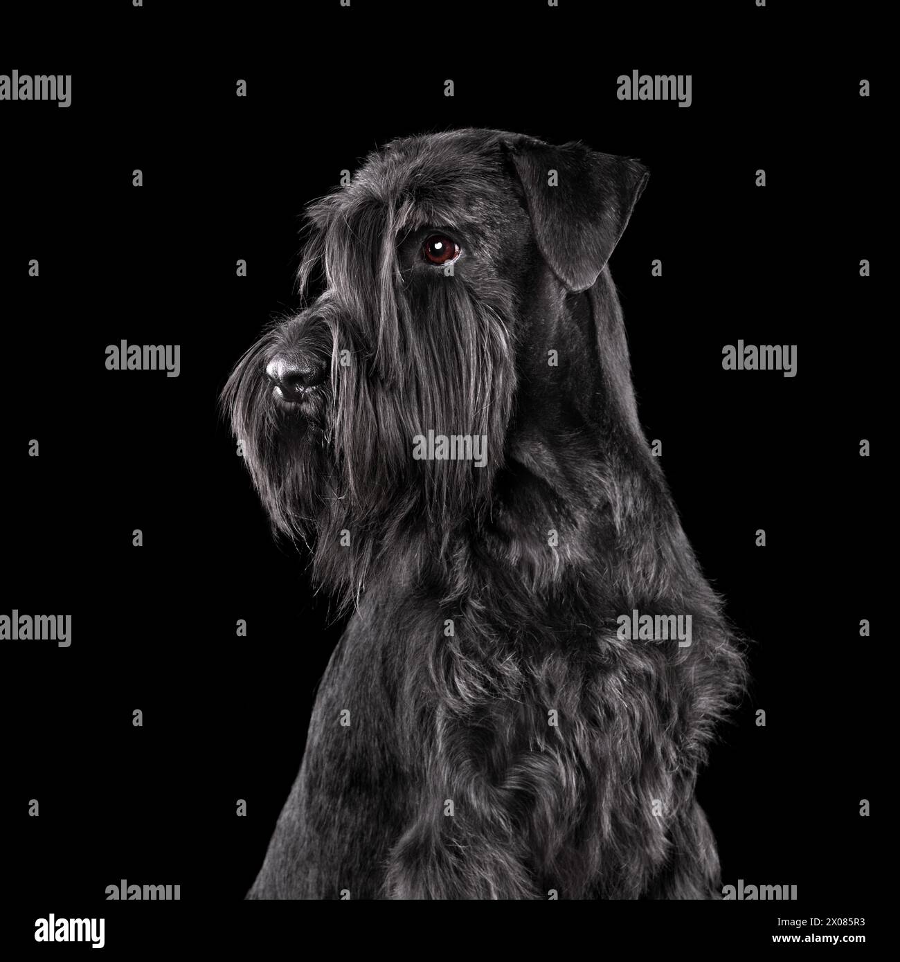Portrait of black Mittelschnauzer dog in the studio isolated on black ...