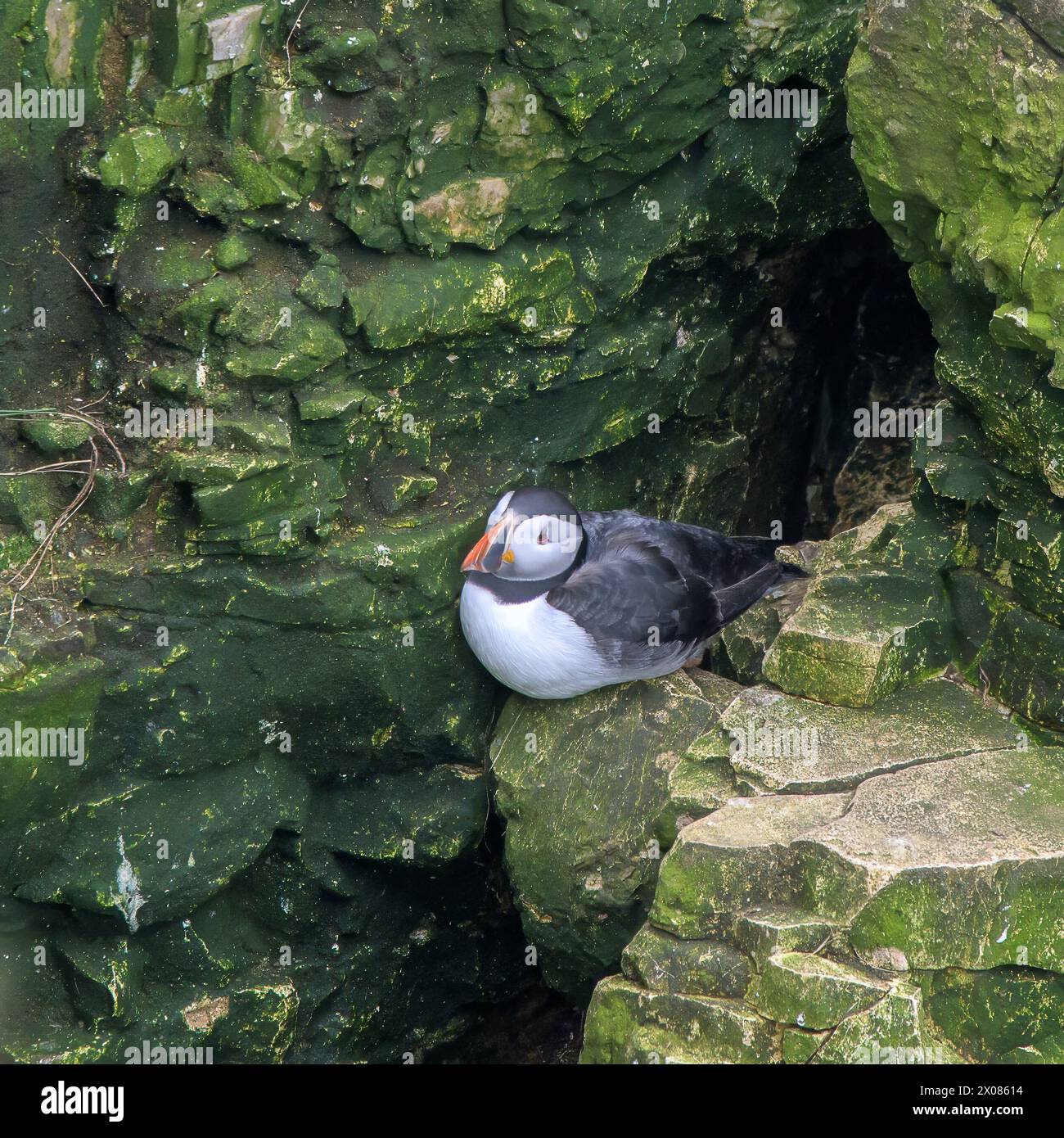 A Puffin, Fratercula arctica, perched outside of its nesting hole, in a ...
