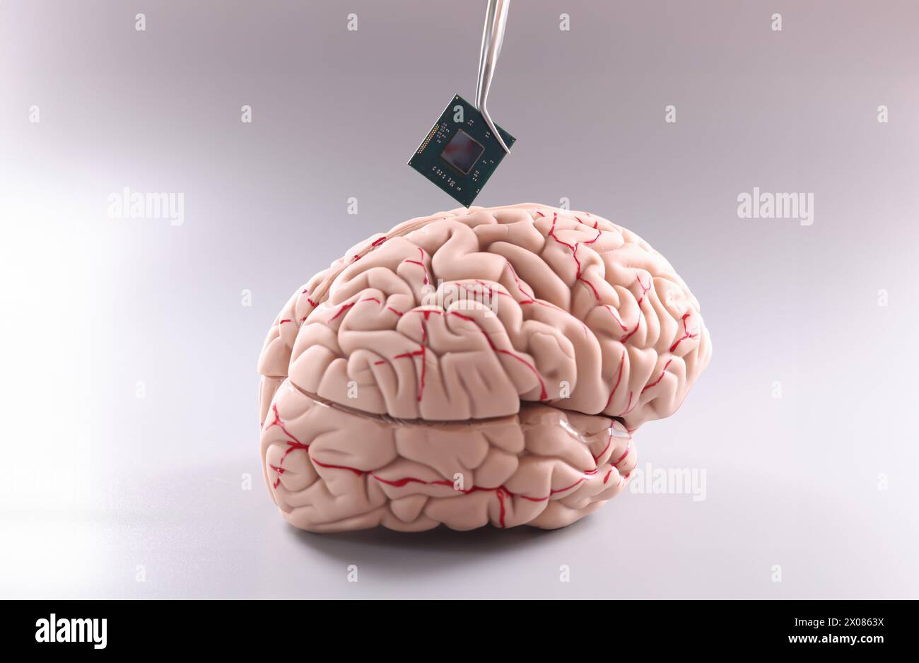 Anatomy of human brain with computer chip Stock Photo - Alamy