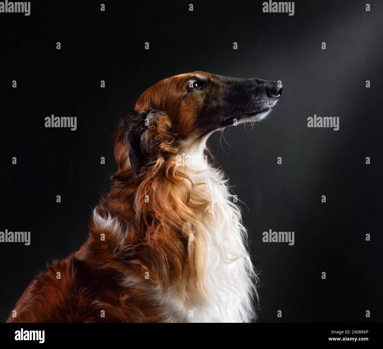 Portrait of beautiful russian sighthound dog in the studio isolated on ...