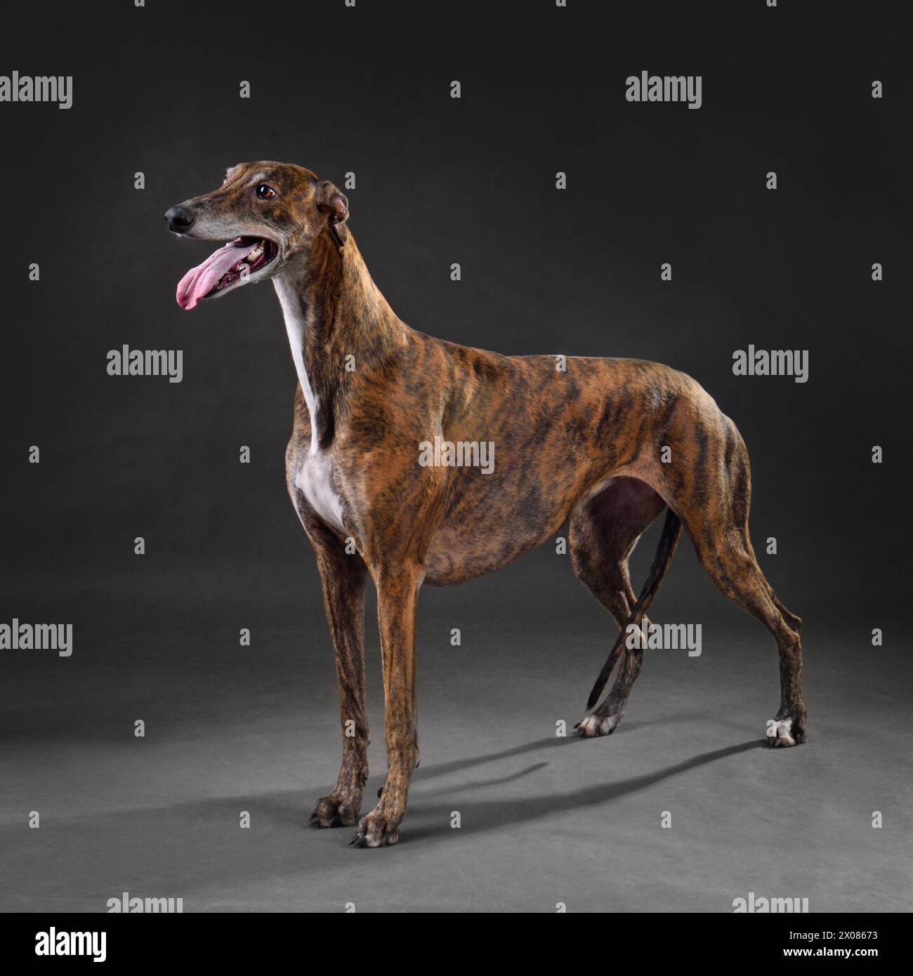 Brindle greyhound hi-res stock photography and images - Alamy