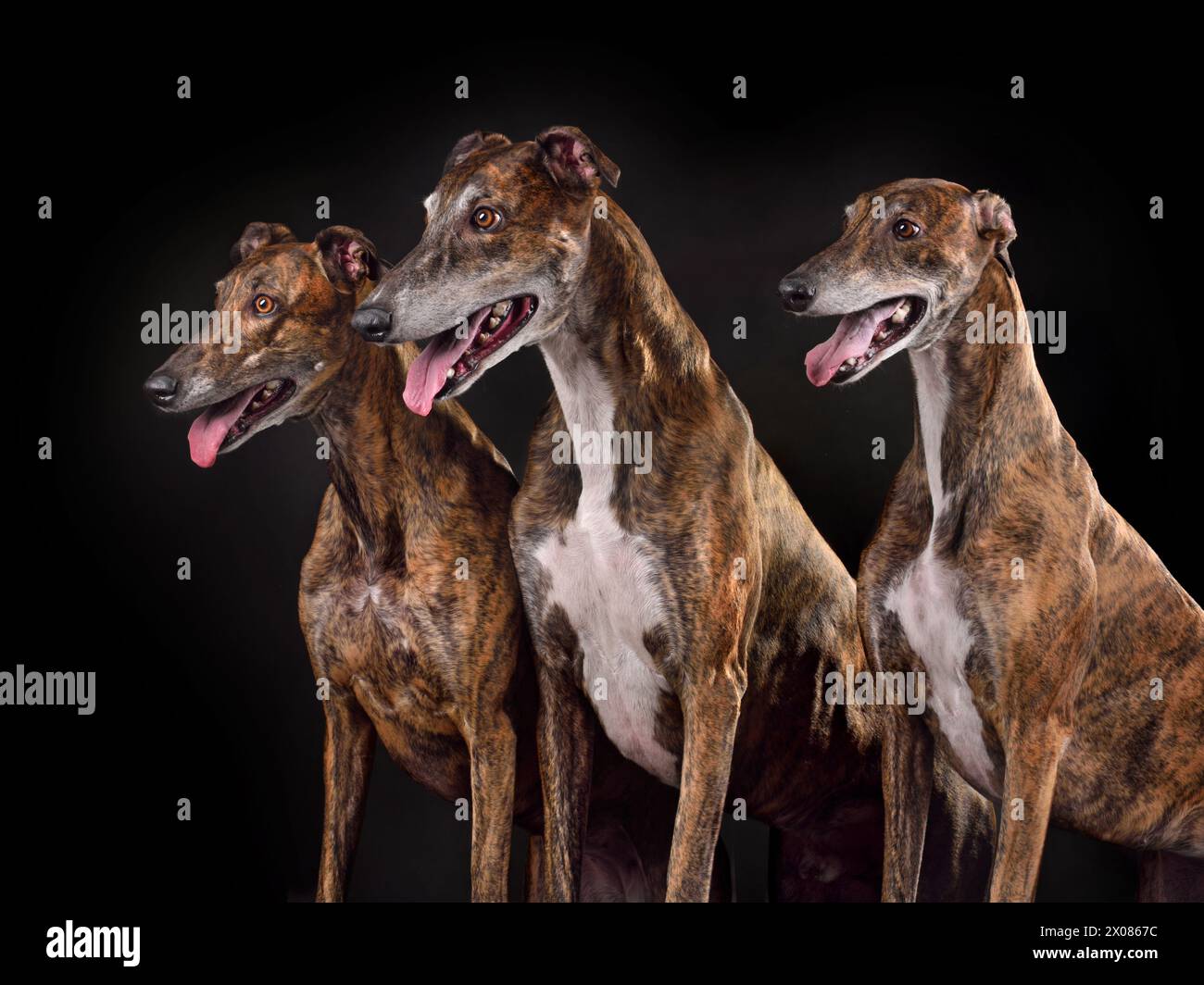 Portrait of bright three brindle greyhound dog isolated on black ...
