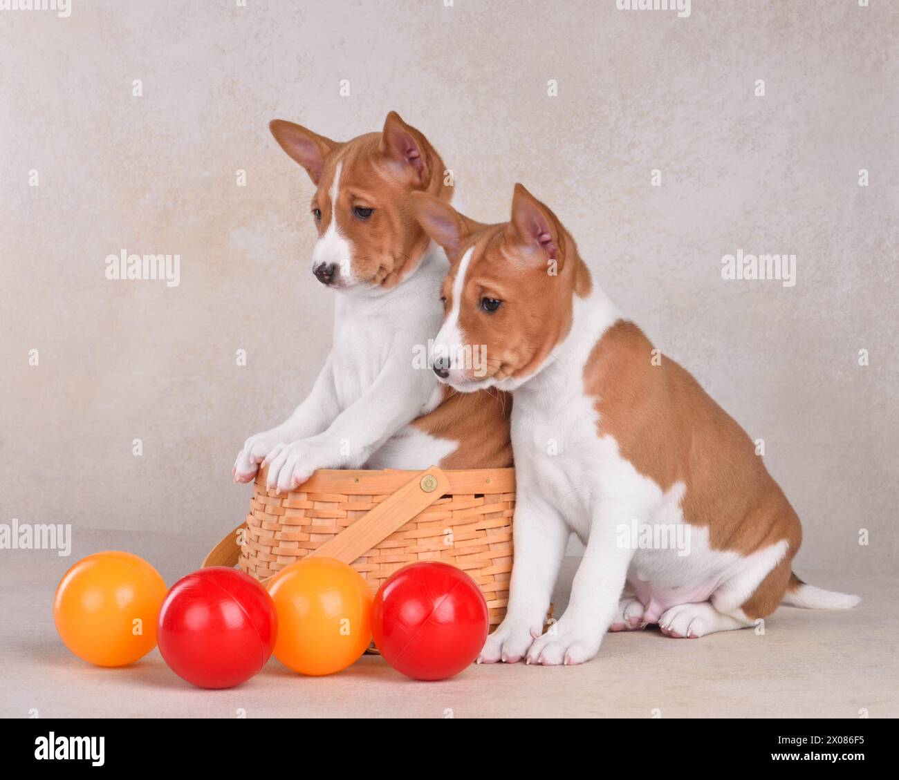 Adorable brown and white basenji dogs sitting in a basket and play with ...