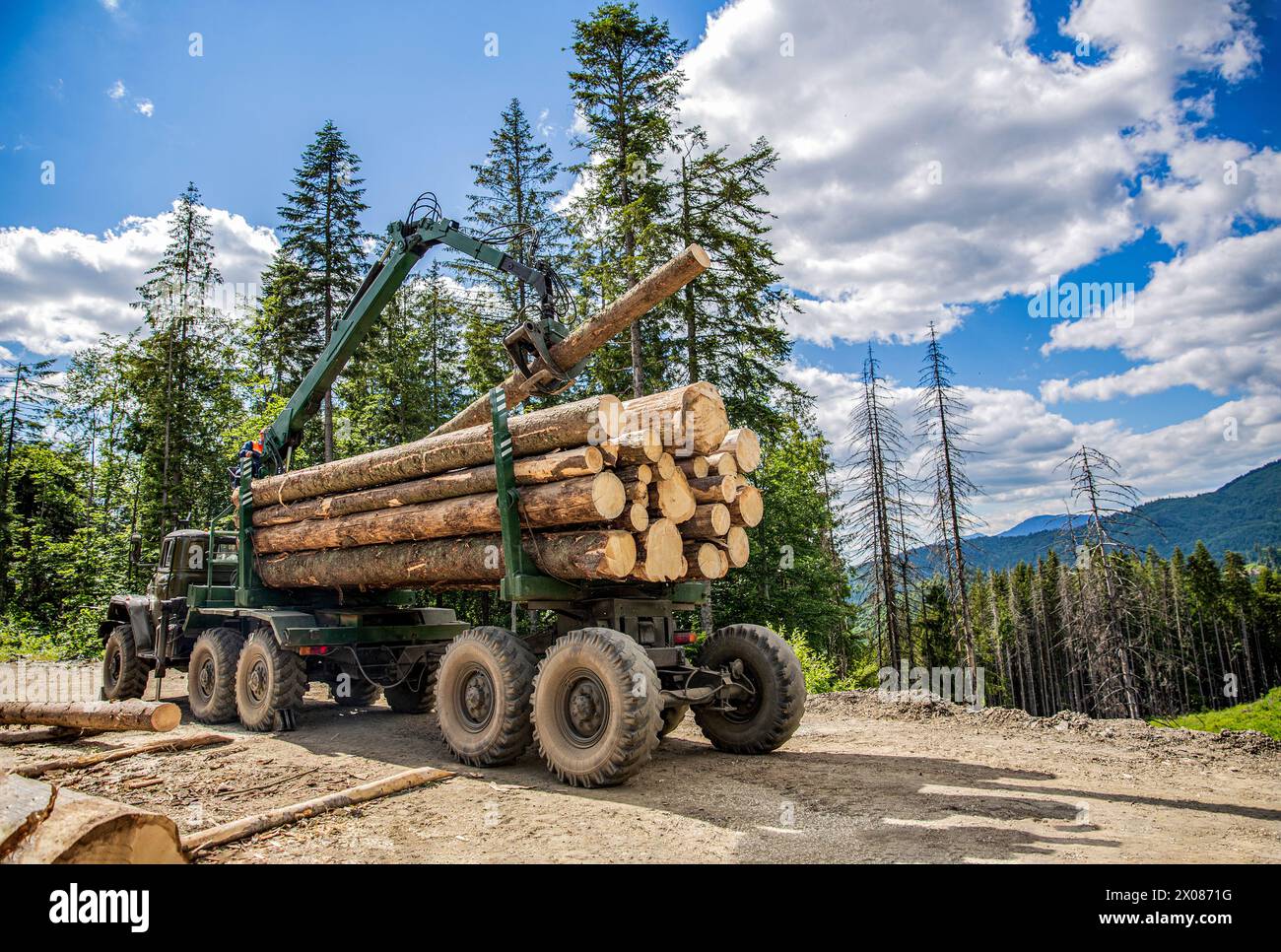 Felling of trees, cut trees. Truck loading wood in the forest. Loading ...