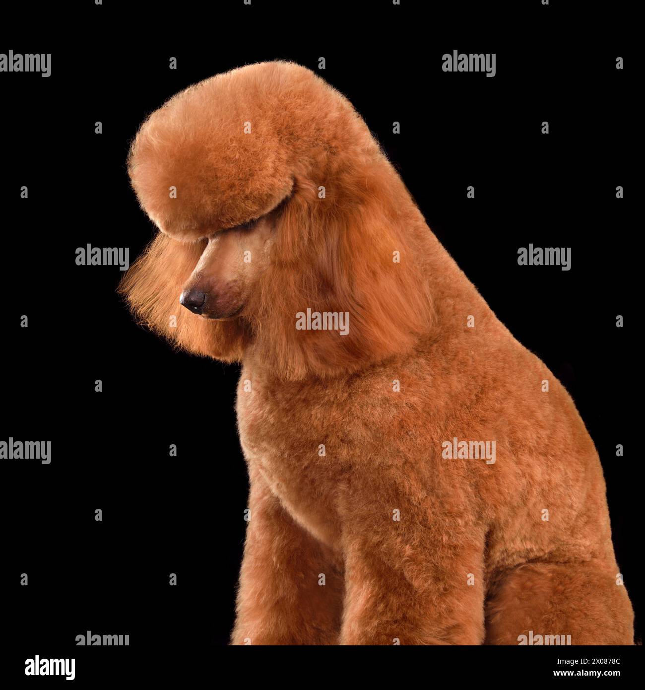 Studio portrait of red toy poodle in modern clip isolated on black ...