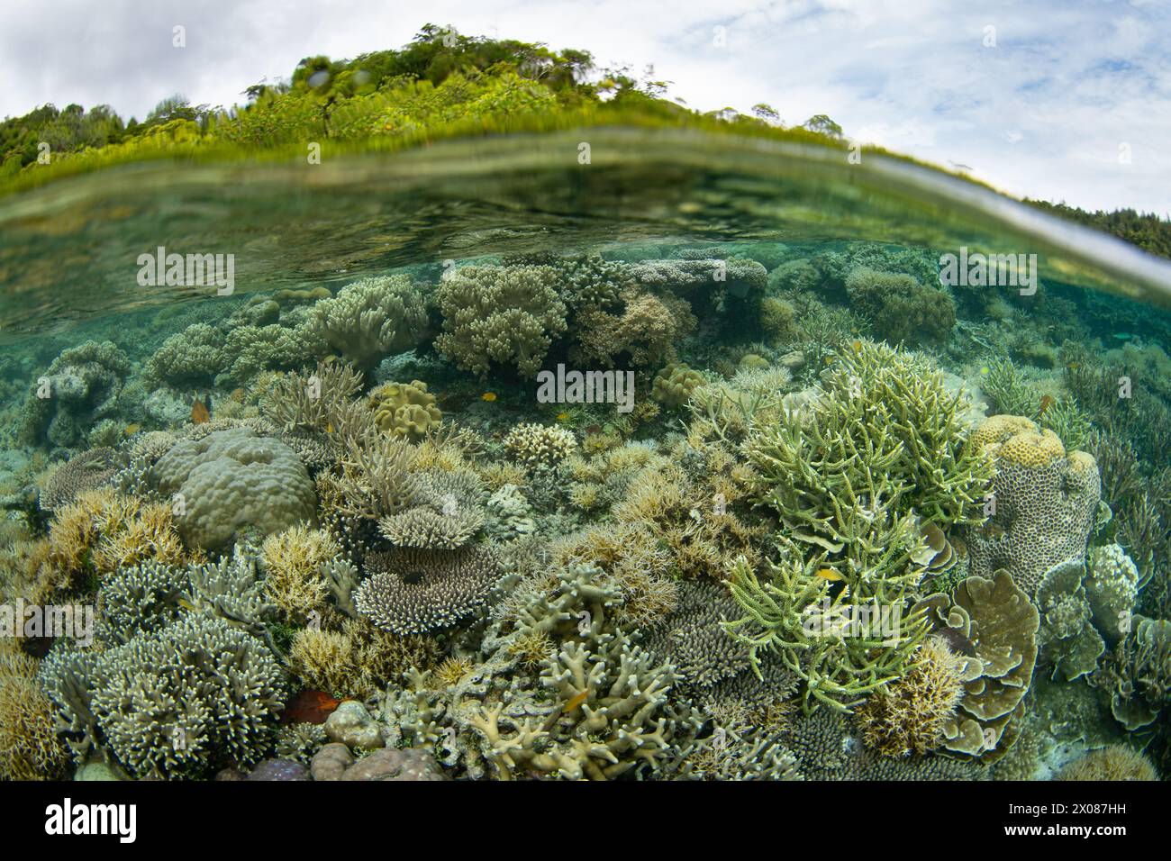 Corals thrive on a shallow, biodiverse reef in Raja Ampat, Indonesia ...
